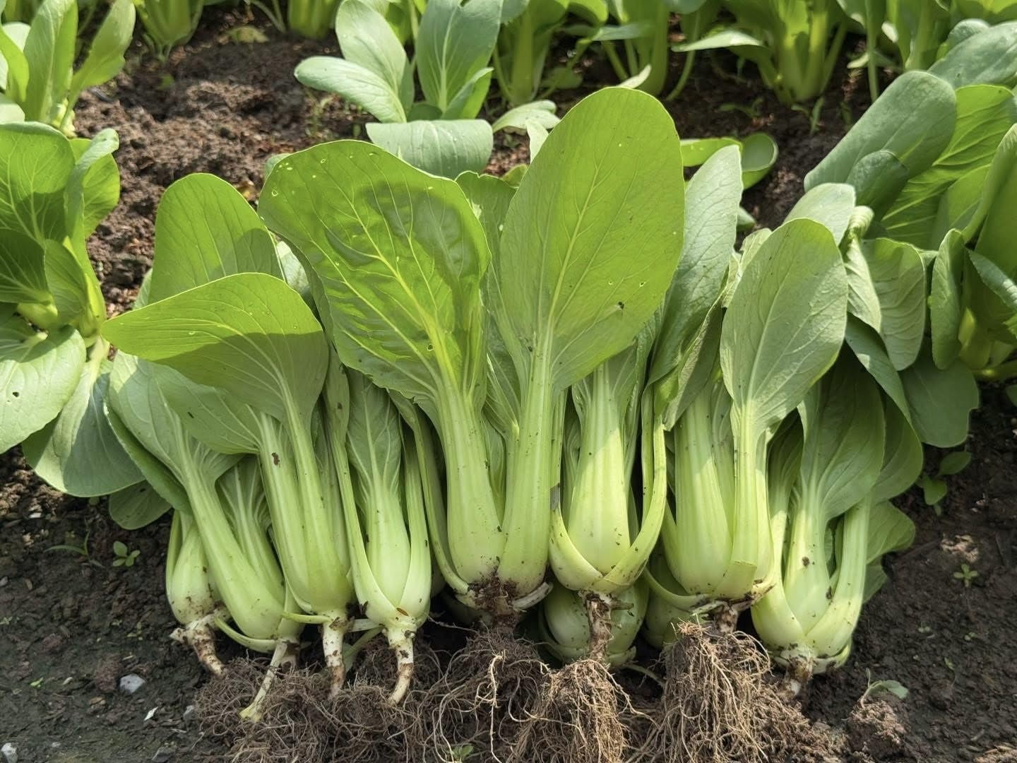 3500 Organic Bok TWE5 Choy Seeds - Cải Thìa - Pak Choi - Chinese Cabbage- Non-GMO, Heirloom ...