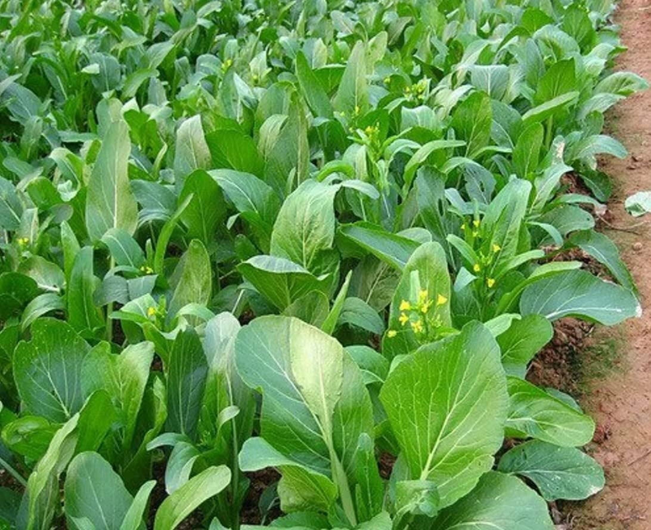 3500 Yu Choy Sum Seeds for MVR1 Planting - Cải ngọt - Chinese Flowering ...