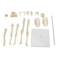 35cm Mini Human Skeleton Model Light Weight Small Educational Human ...