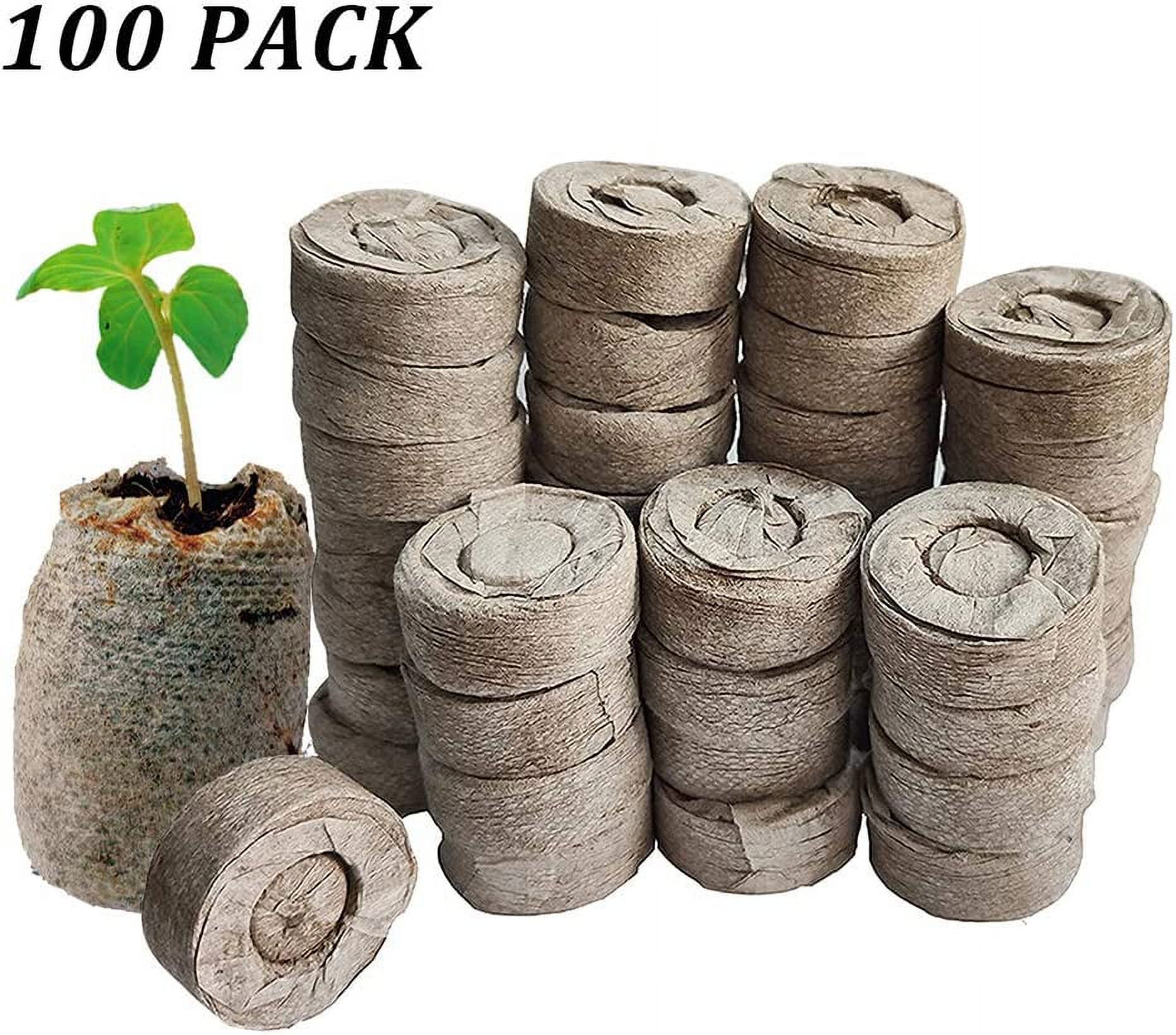 SEEDS ! 100 Premium Seeds - California White Linen Poppy Attracts ...