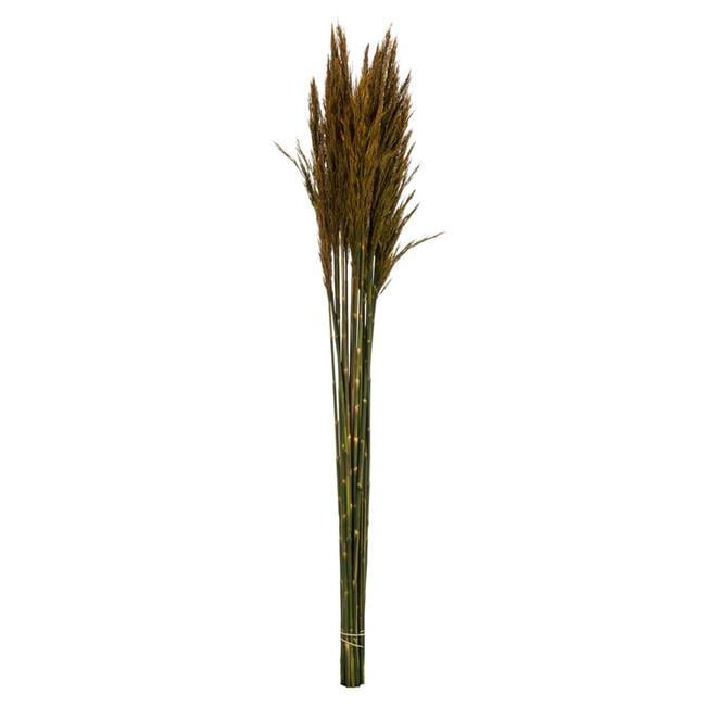 36-40 in. Aspen Gold Plume Reed Bundle - Walmart.com