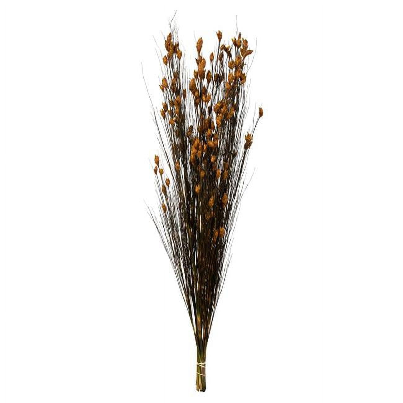 36-40 in. Bell Grass with 8-9 oz Aspen Gold Pod - Walmart.com