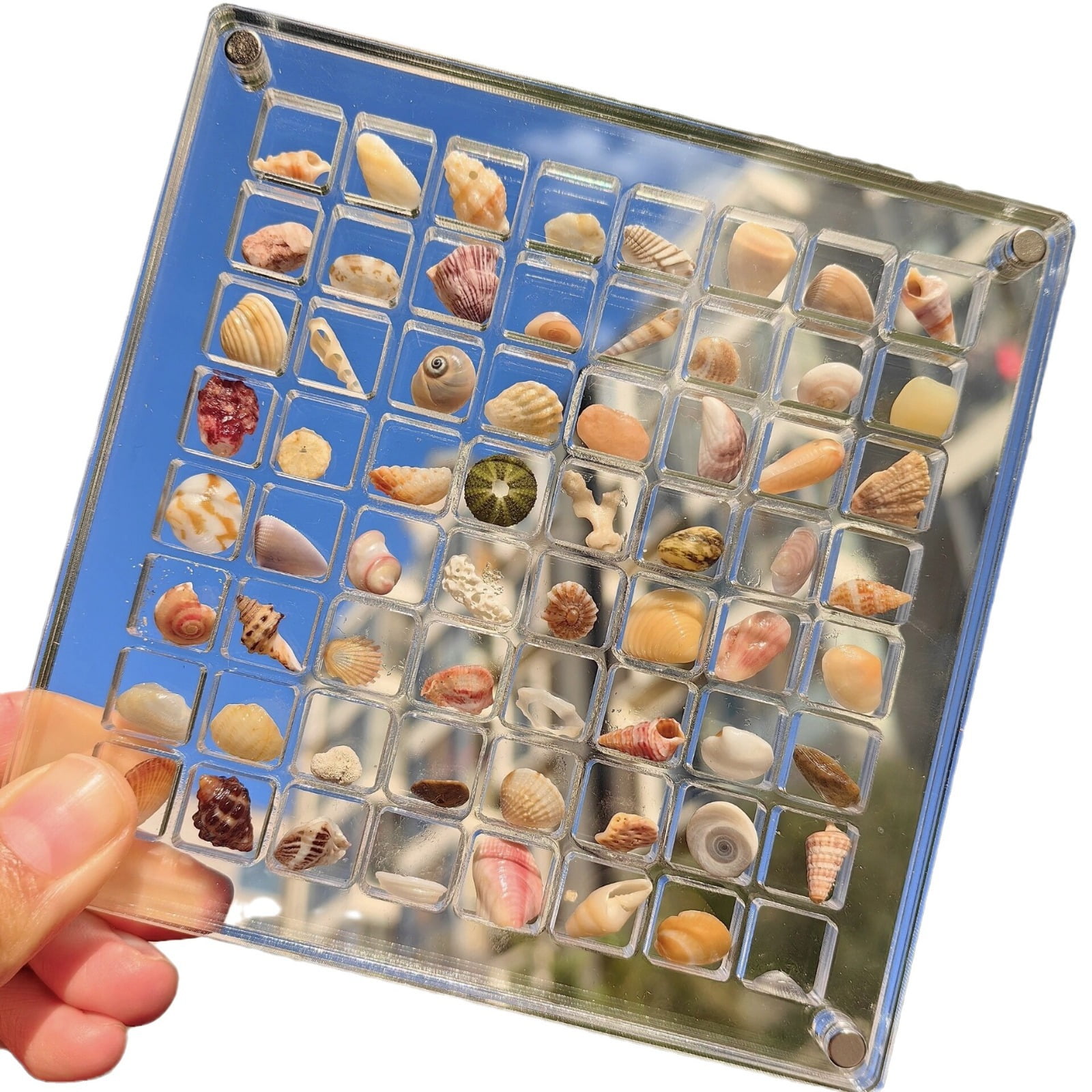 36/64/100 Grids Clear Acrylic Magnetic Seashell Display Box Seashell ...