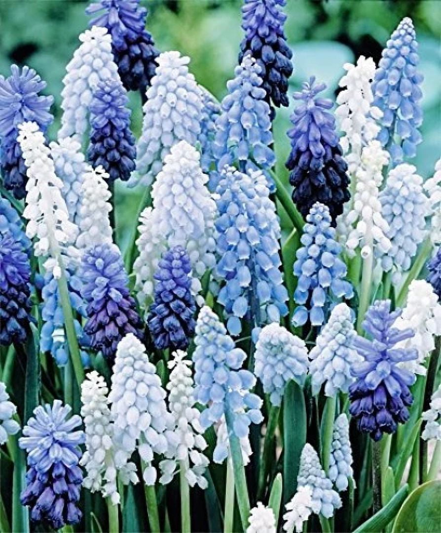 36 Muscari Deft Blue Moon Mixture Bulbs - Grape Hyacinth - Walmart.com