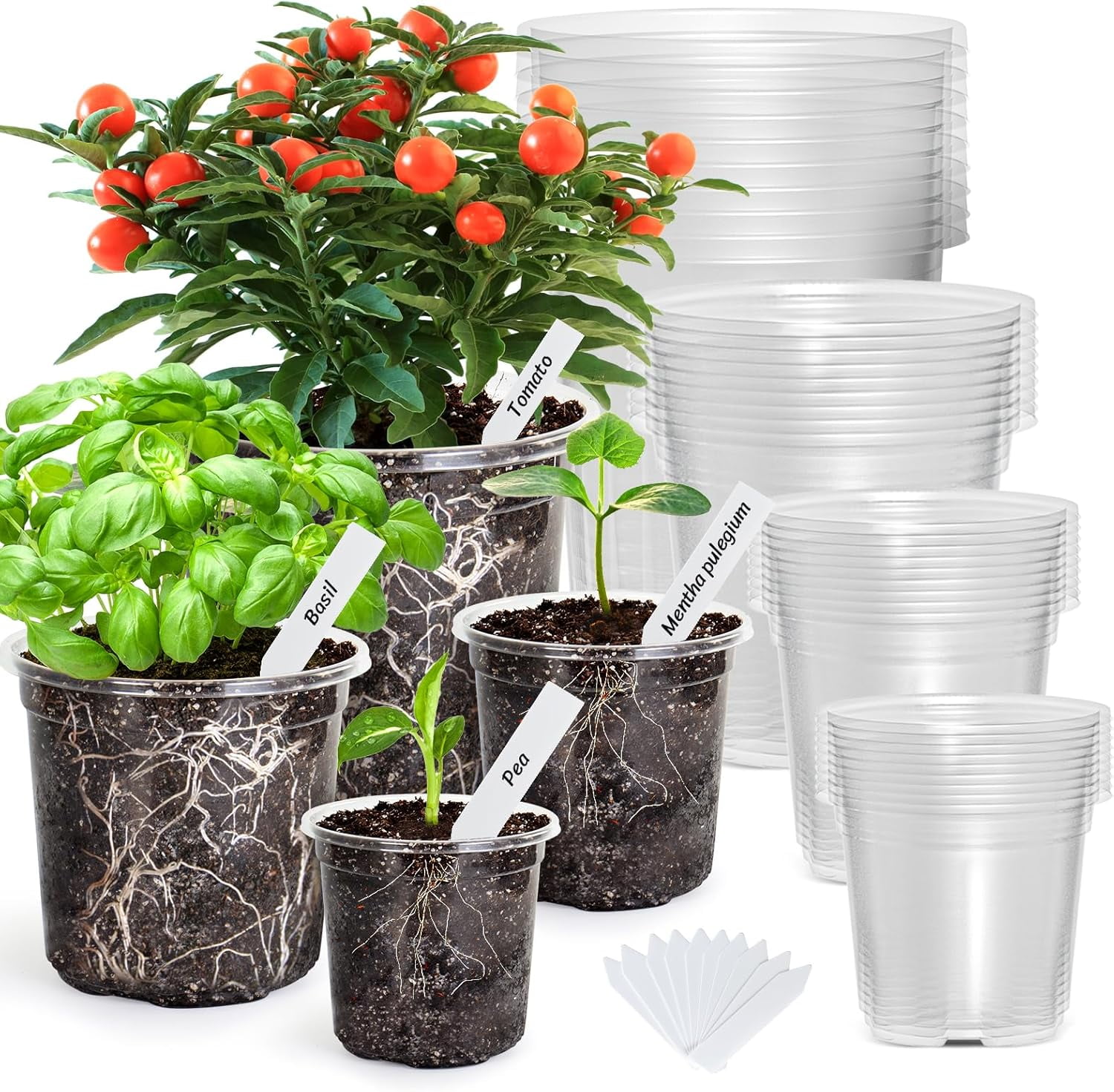 36 Packs 6.7/5/4/3.5 Inch Clear Nursery Pots for Plants, Reinforced ...