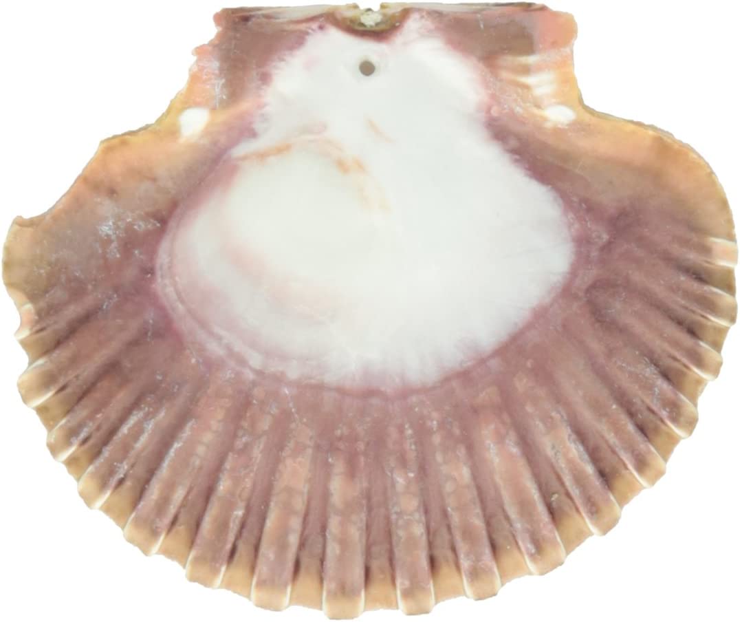 , 36 Piece, Drilled Mexican Flat Sea Shells, 7 to 8 Centimeters in Size ...