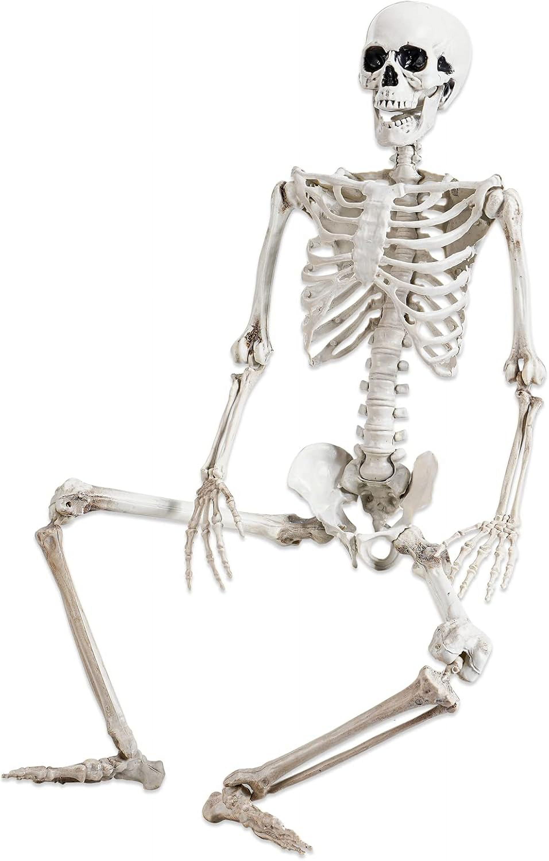 36" Posable Halloween Skeleton Decorations,Human Bones for Halloween ...