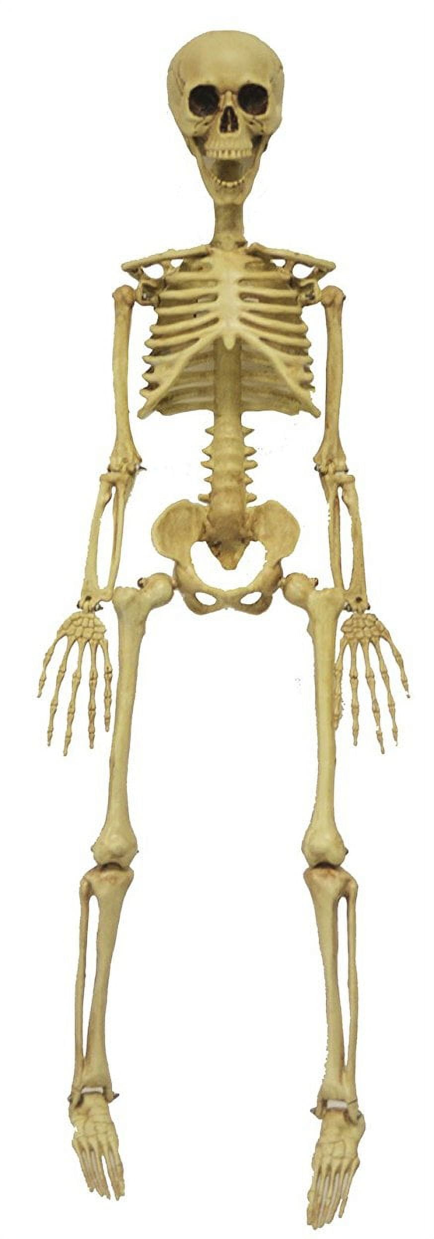 36" Skeleton Halloween Prop - Walmart.com