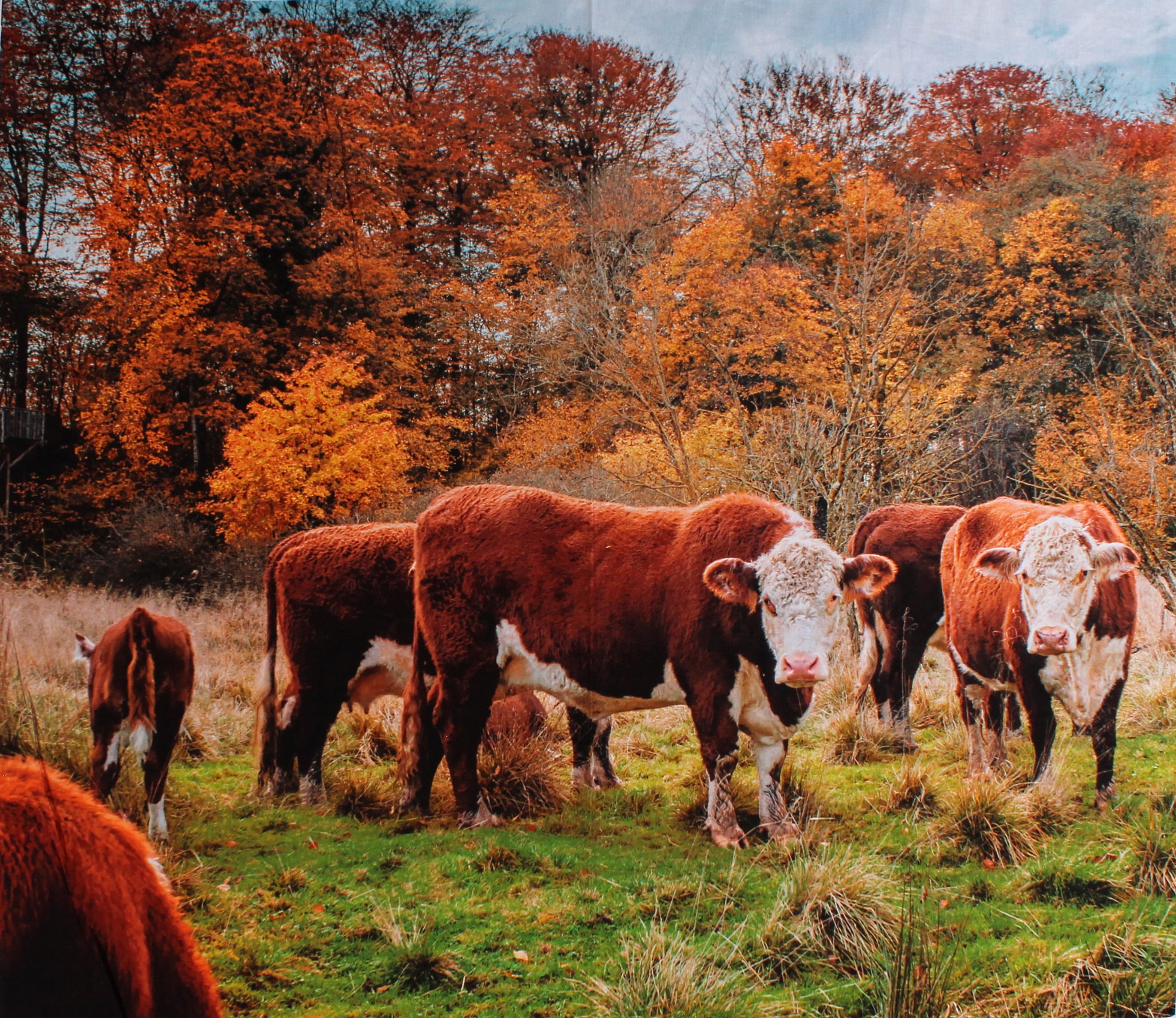 36" X 44" Panel Cows Farm Animals Autumn Leaves Trees Multicolor Cotton ...