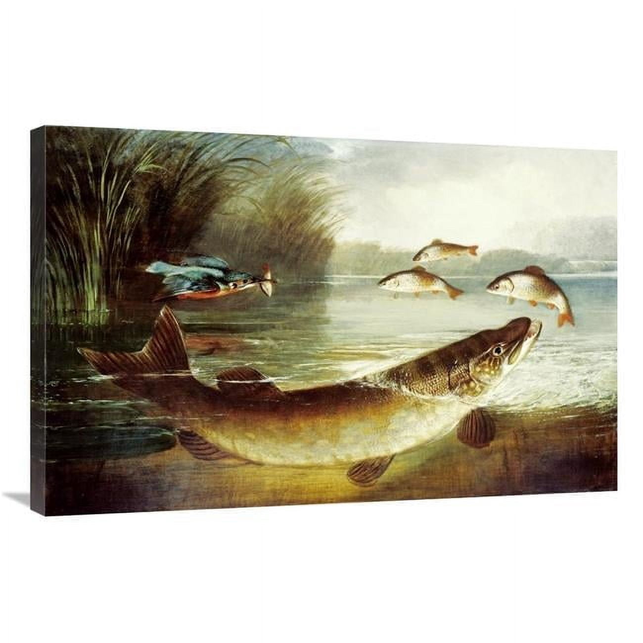 36 in. A Kingfisher & a Pike Capturing Perch Art Print - Henry Leonidas ...