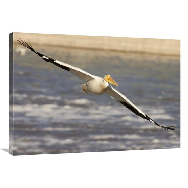 36 in. American White Pelican Flying, Lockport, Manitoba, Canada Art ...