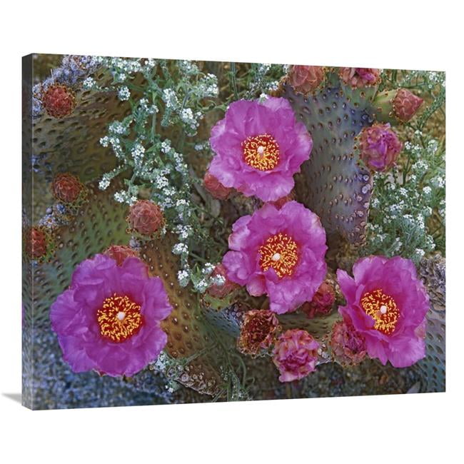 36 in. Beavertail Cactus Flowering, Arizona Art Print - Tim Fitzharris ...