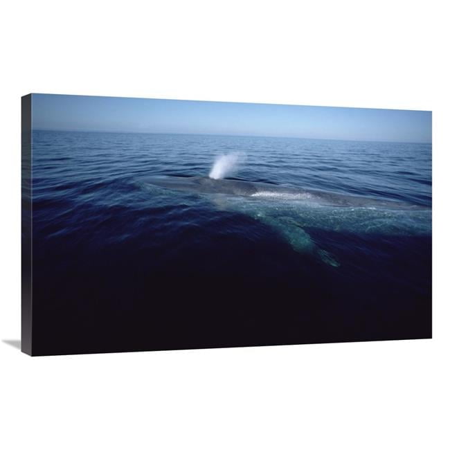 36 in. Blue Whale Spouting, Sea of Cortez, Mexico Art Print - Flip ...