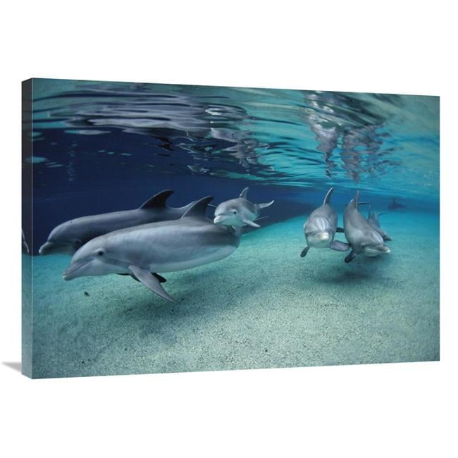 36 in. Bottlenose Dolphin Group Swimming in Shallow Water, Hawaii Art ...