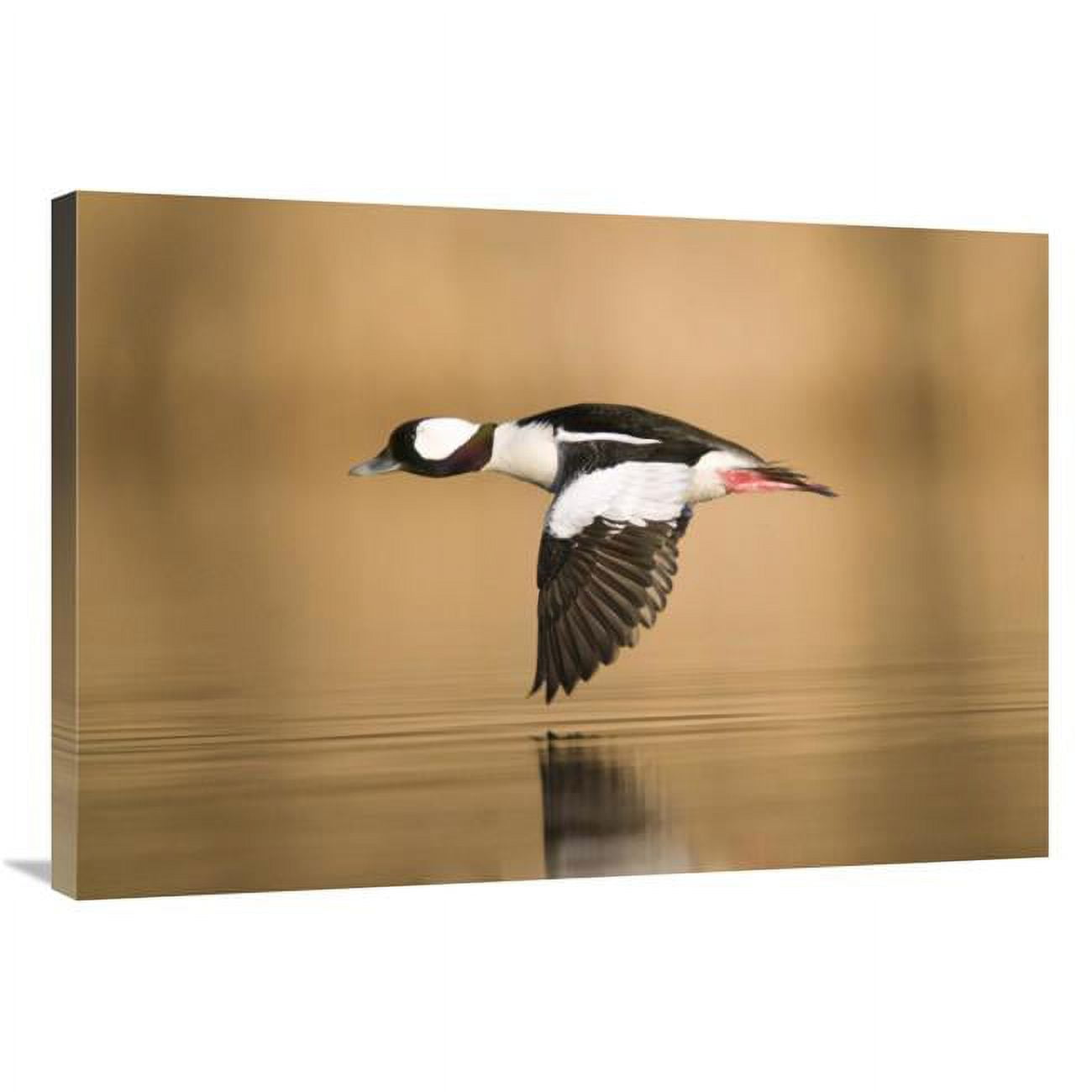 36 in. Bufflehead Male Flying, Island Lake Recreation Area, Michigan ...