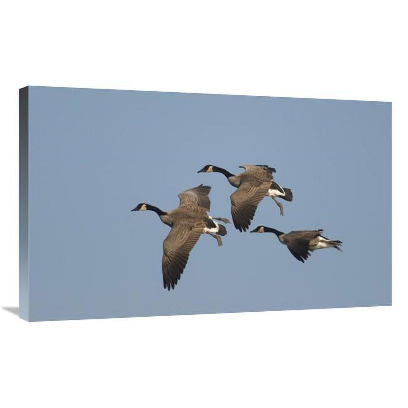 36 in. Canada Goose Trio Flying, Kellogg Bird Sanctuary, Michigan Art ...
