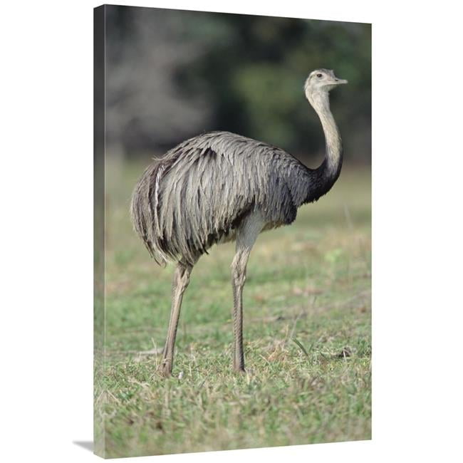 36 in. Greater Rhea Grazing in Savannah, Pantanal, Brazil Art Print ...