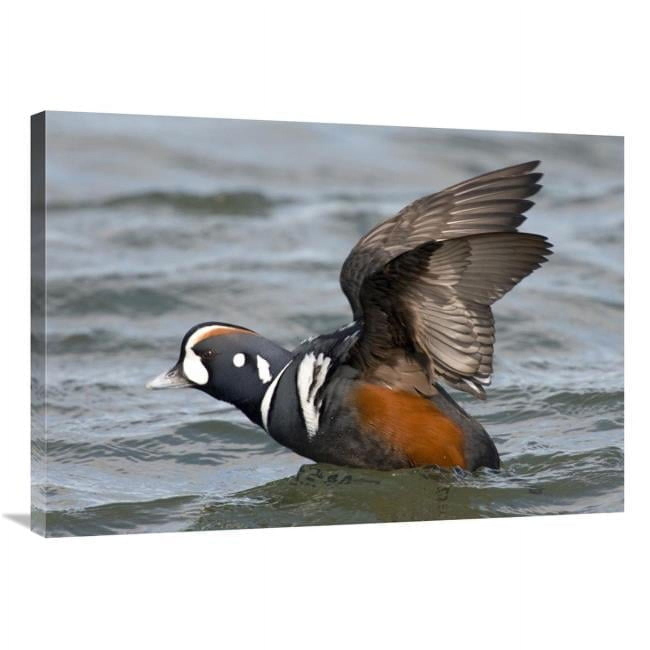36 in. Harlequin Duck Male Taking Flight, Barnegat Light, New Jersey ...