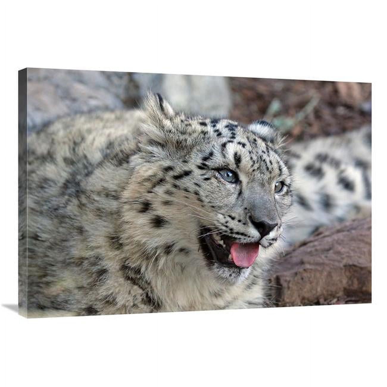 36 in. Snow Leopard Art Print - Vic Schendel - Walmart.com