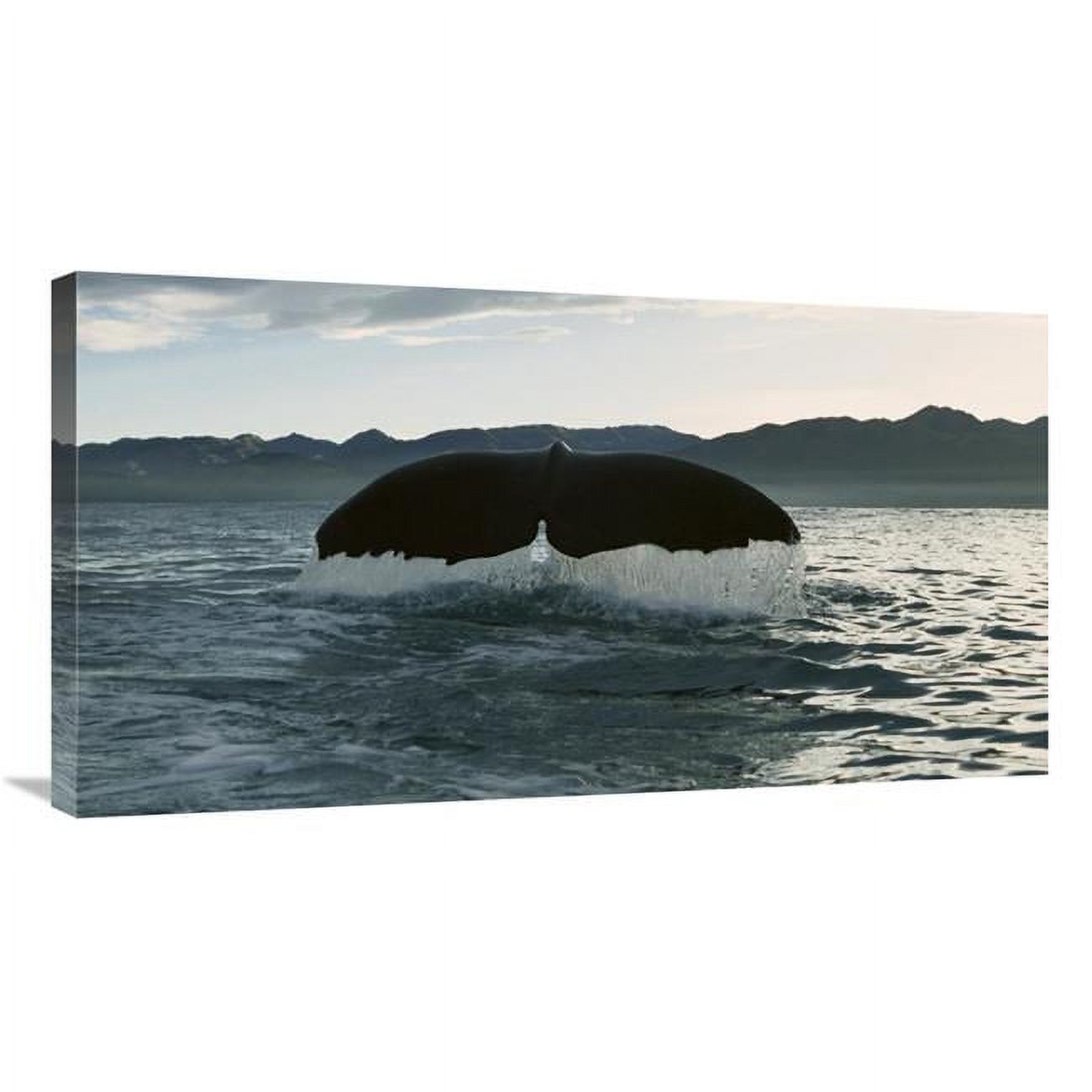 36 in. Sperm Whale Diving, New Zealand Art Print - Flip Nicklin ...