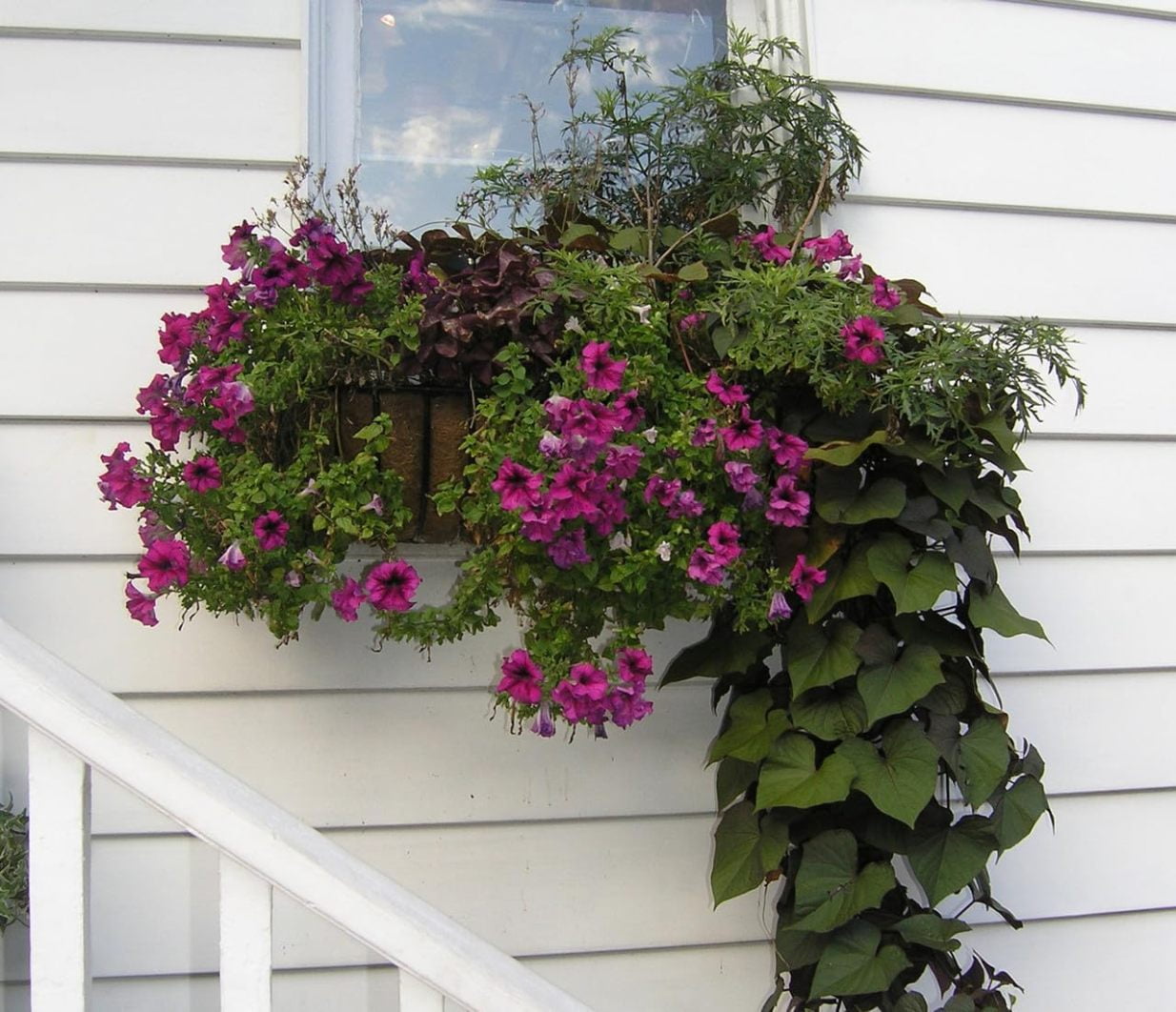 36 in Steel Window Hayrack Window Box PVC Coated Black - 2 Pack ...