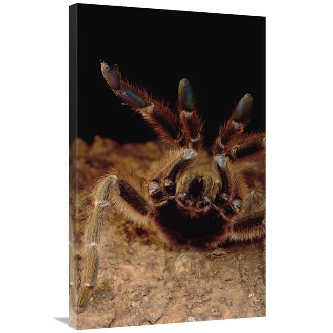 36 in. Tarantula in Defensive Posture, Trinidad Art Print - Mark ...