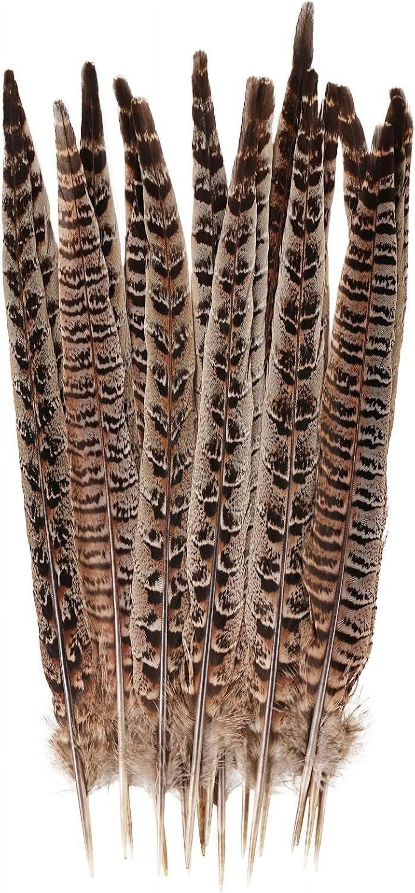 36 pcs Male Pheasant Feather Natural Ringneck Tails Feathers 15-20cm ...