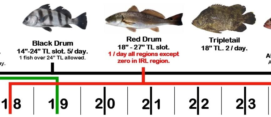 36” x 2” Vinyl Adhesive Ruler Decal Showing 20 Common Florida Saltwater ...