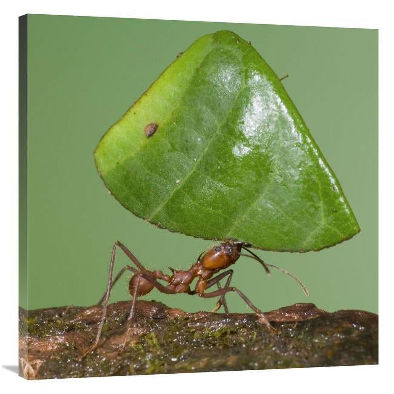 36 x 36 in. Leafcutter Ant Carrying Leaf, Costa Rica Art Print - Steve ...
