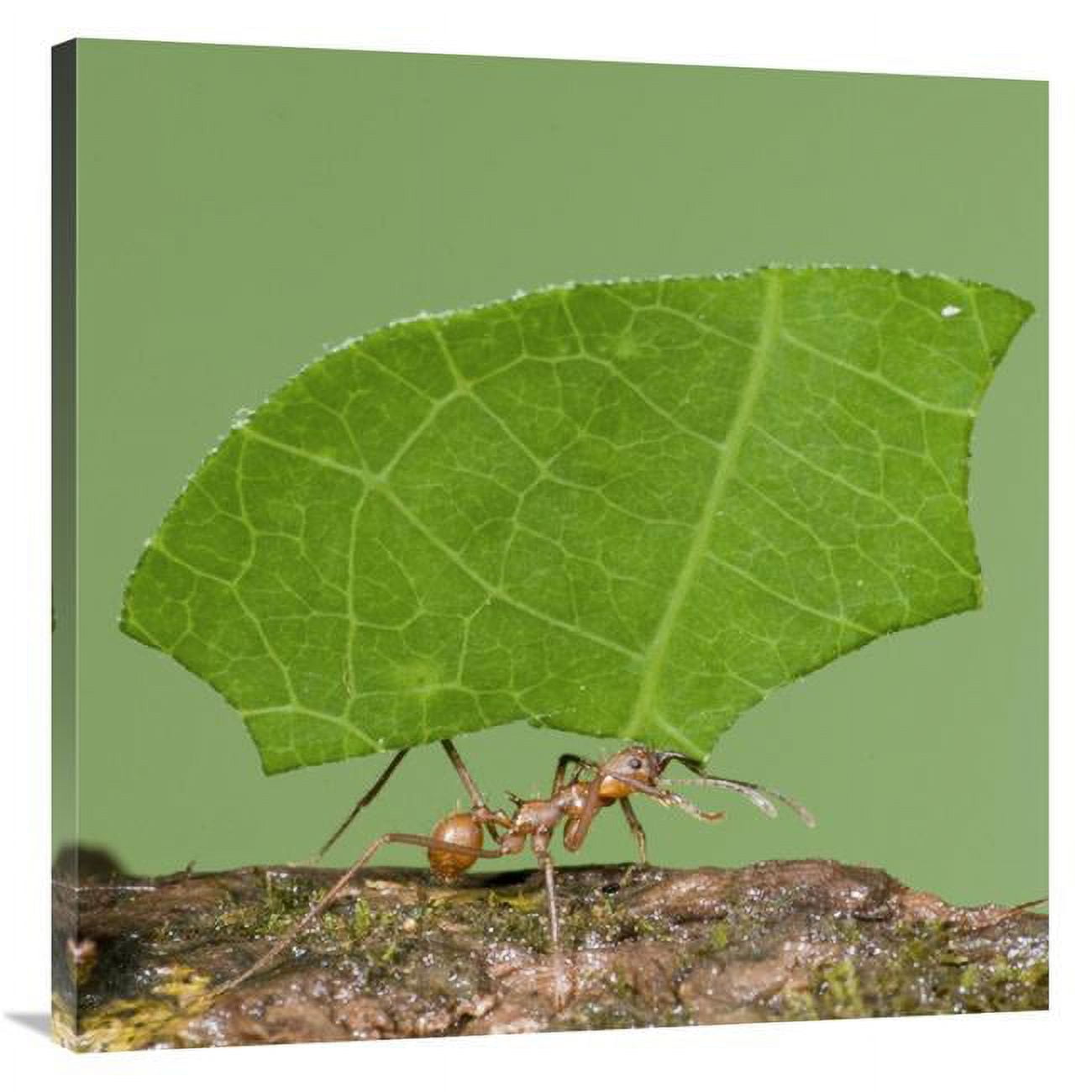 36 x 36 in. Leafcutter Ant Carrying Leaf, Costa Rica Art Print - Steve ...