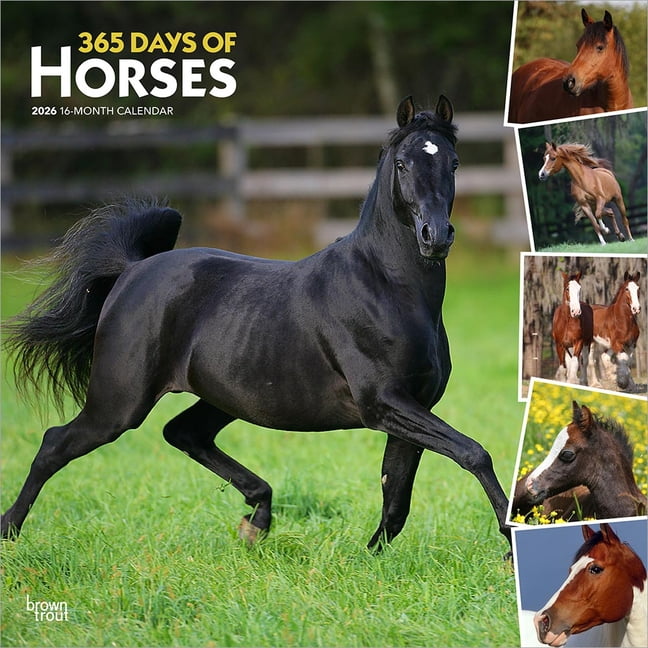 365 Days of Horses 2026 12 X 24 Inch (Hanging) Monthly Square Wall ...