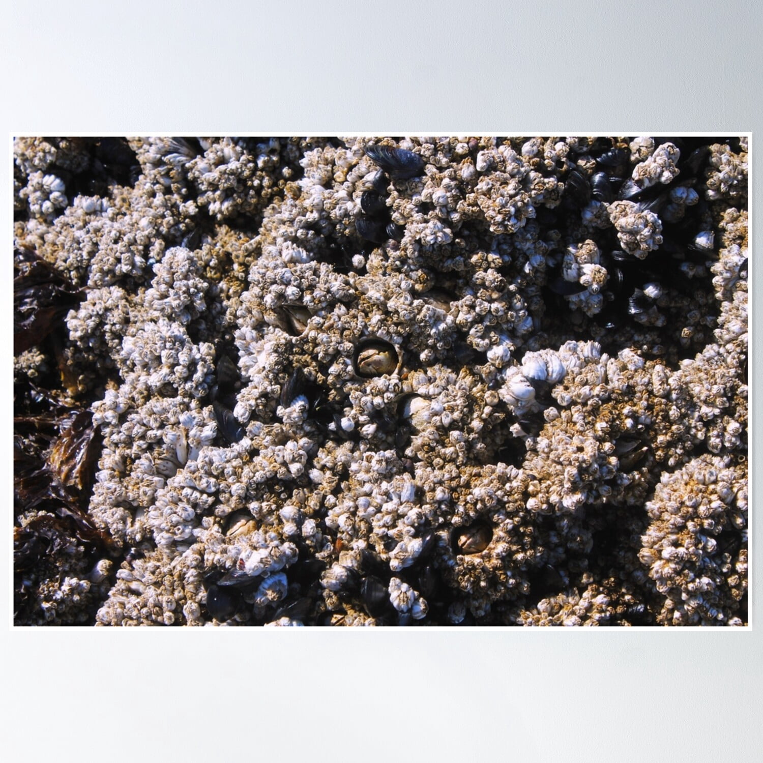 369 Prints Barnacles - Oceanic Aliens- No Framed, Vintage Wall Art ...