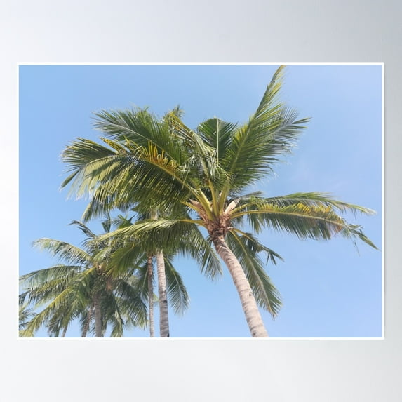 369 Prints Coconut Tree On Summer Day- No Framed, Vintage Wall Art ...