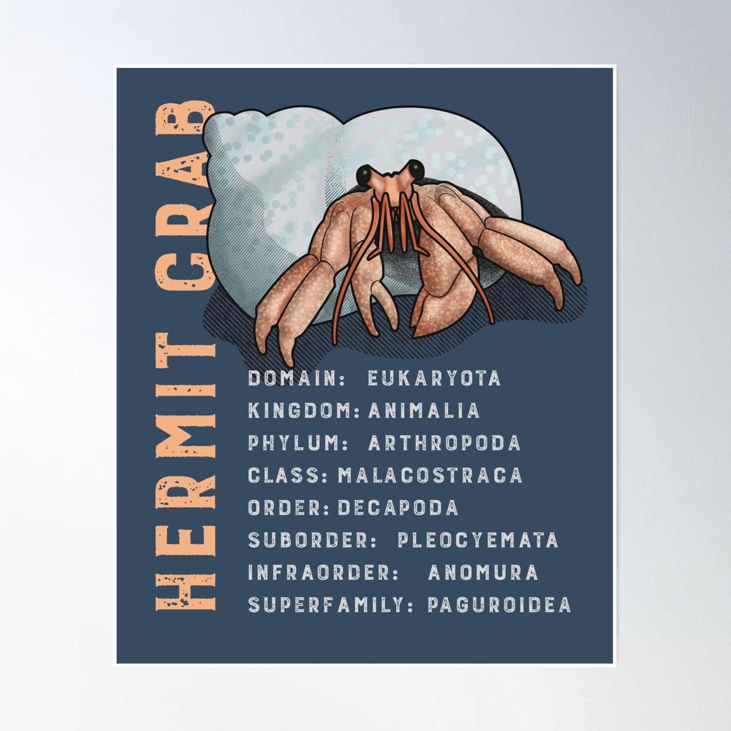369 Prints Hermit Crab Stem Scientific Classification- No Framed, Vintage Wall Art, Trendy Retro ...