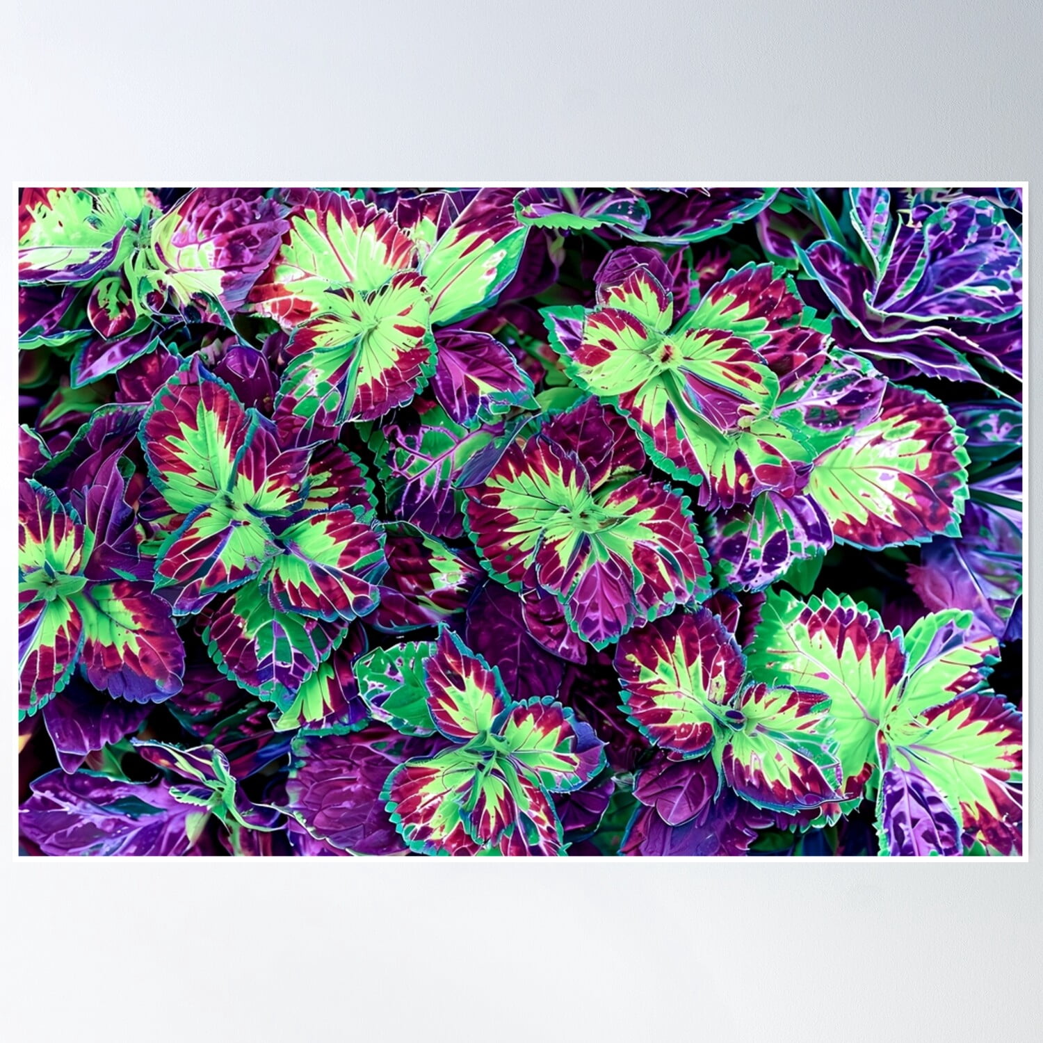 369 Prints Vibrant Clementine Columbia Coleus Leaves In Detailed Close ...