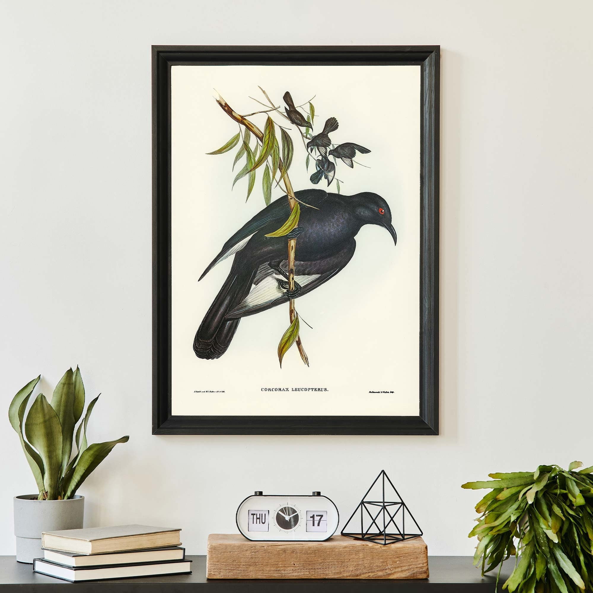 369 Prints john Audubon Chough Bird Art Print, Vintage Birds Of ...