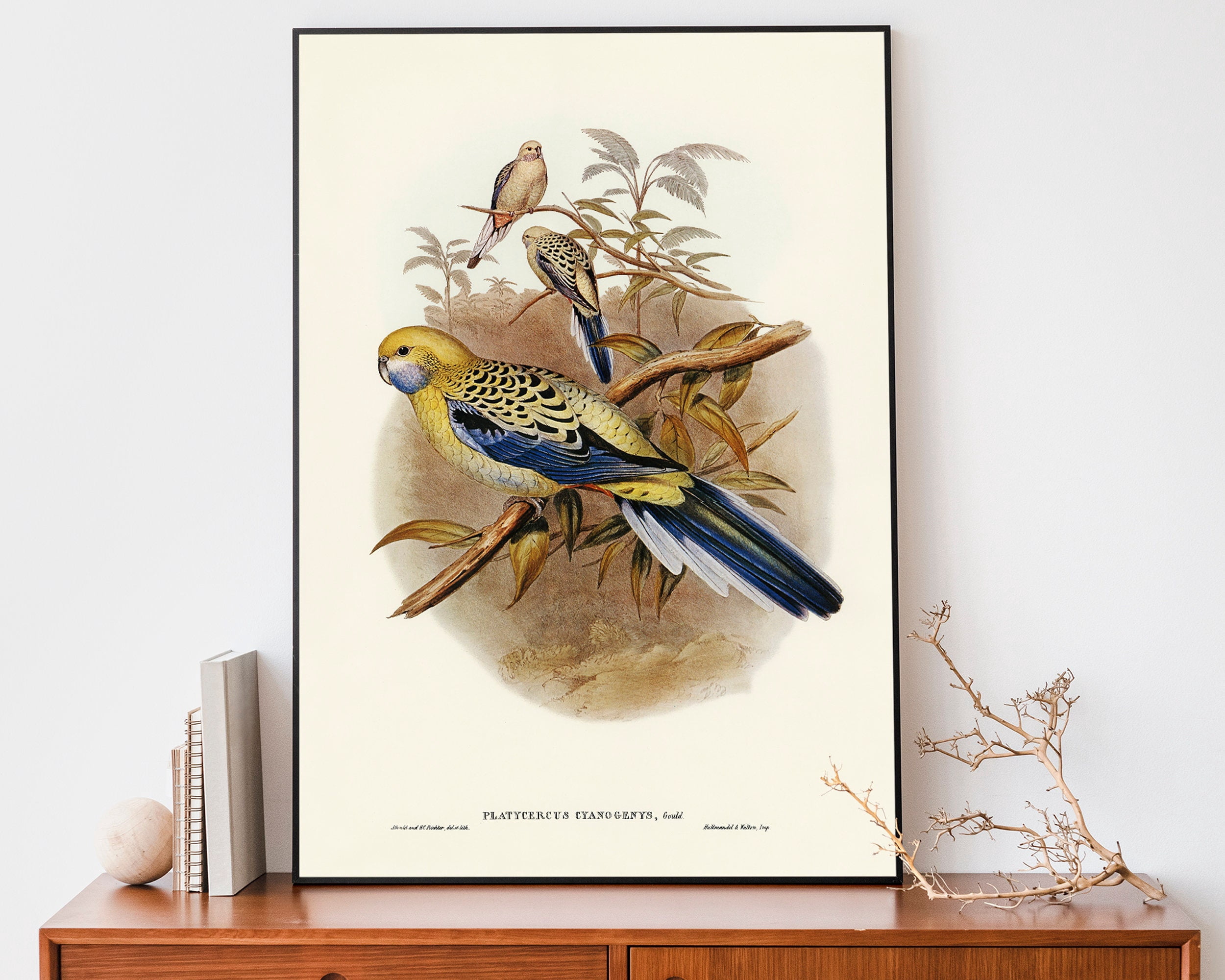 369 Prints parakeet Art Printlizabeth-Gould Illustration, Vintage Birds ...