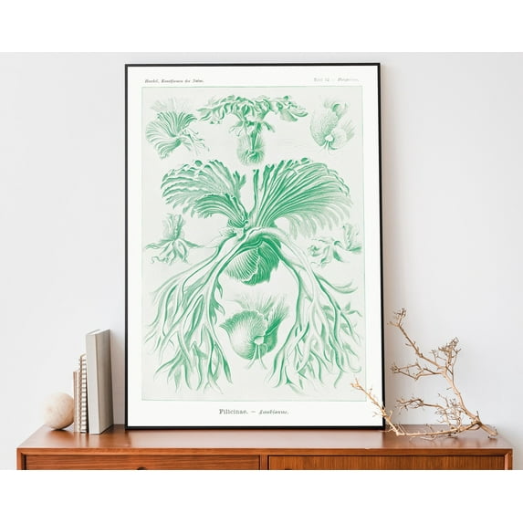 369 Prints vintage Ernst Haeckel Art Print, Botanical Poster, Fern ...