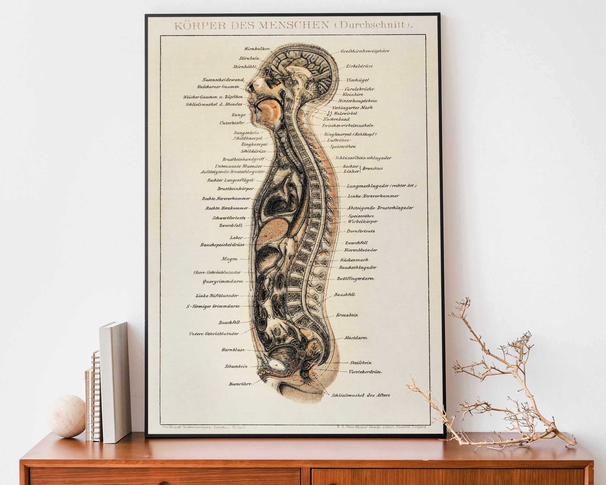 369 Prints vintage Human Body Print, Medical Wall Art, Surgical Art ...