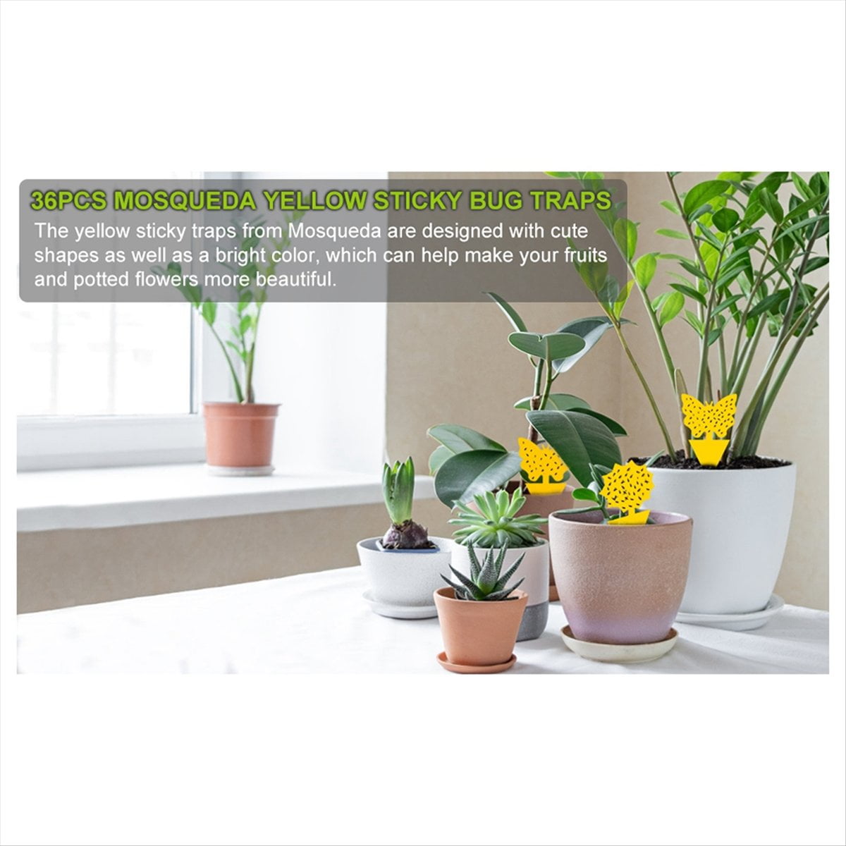 36PCS Fruit Fly Sticky Traps Gnat Traps Insect Trap for Plants Kitchen ...