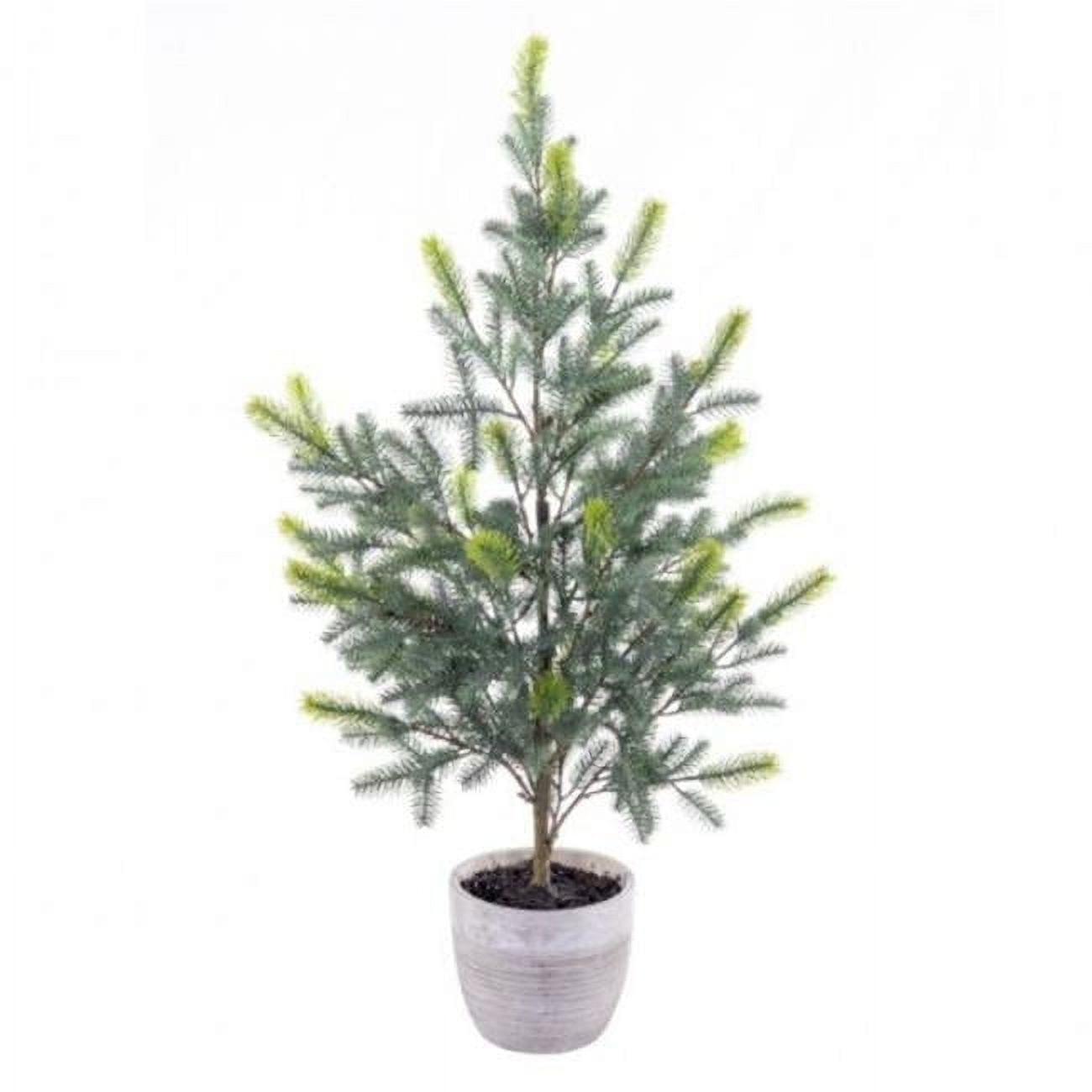 37 in. Blue Spruce Sapling Potted - Walmart.com