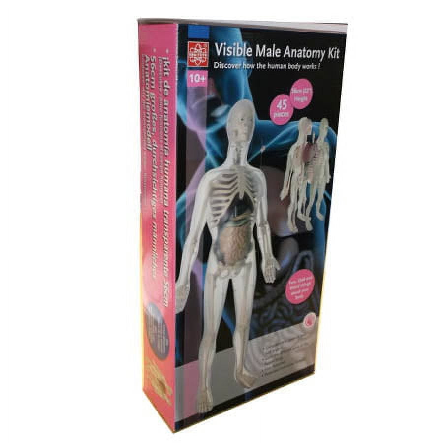 37461 - HUMAN VISIBLE MALE ANATOMY KIT HEIGHT:56CM 45PIECES - Walmart.com