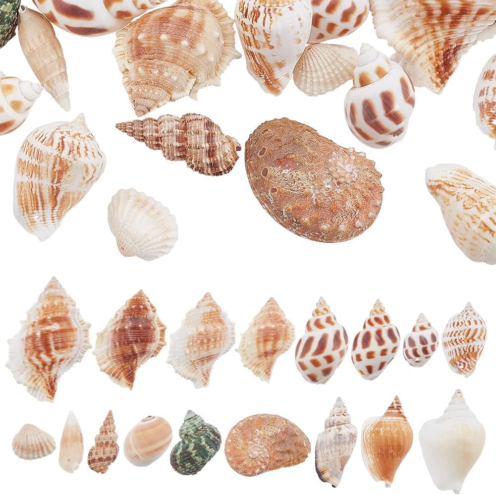 37pcs Mixed Sea Shells Beach Seashells Conch Shell Scallop Shells ...