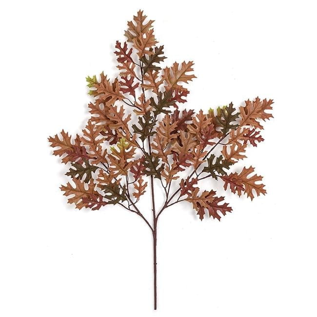 Pin Oak Size