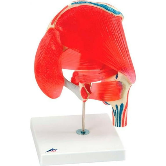 3B Anatomical Model - 7-Part Hip Joint with Removable Muscles - Walmart.com