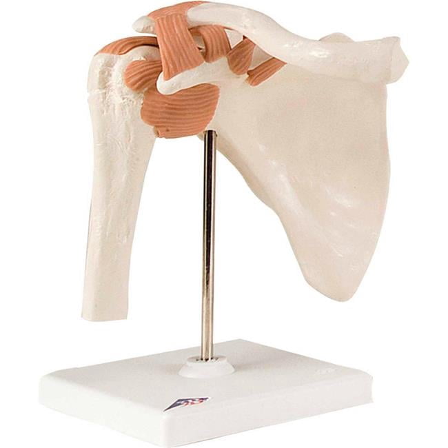 3B Anatomical Model - Functional Shoulder Joint - Walmart Business Supplies
