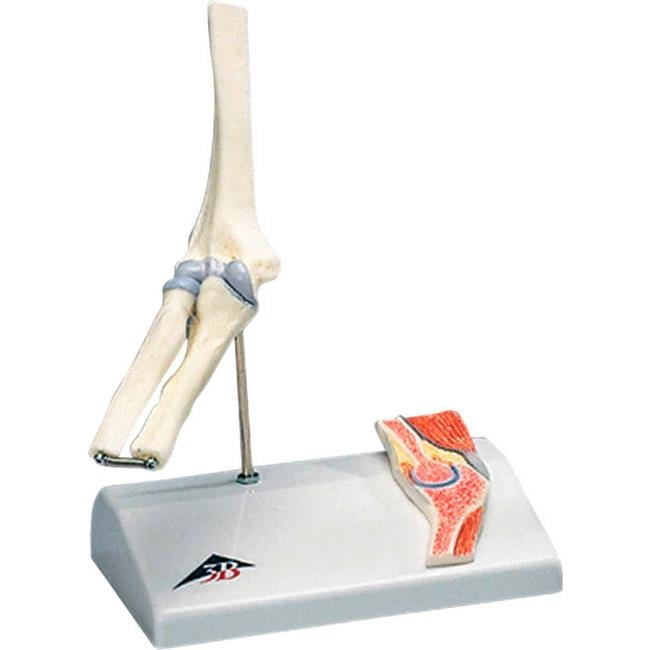 3B Anatomical Model - Mini Elbow Joint with Cross Section of Bone on ...