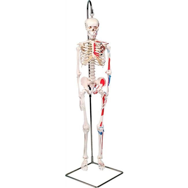 3B Anatomical Model - Shorty The Mini Skeleton with Muscles on Hanging ...