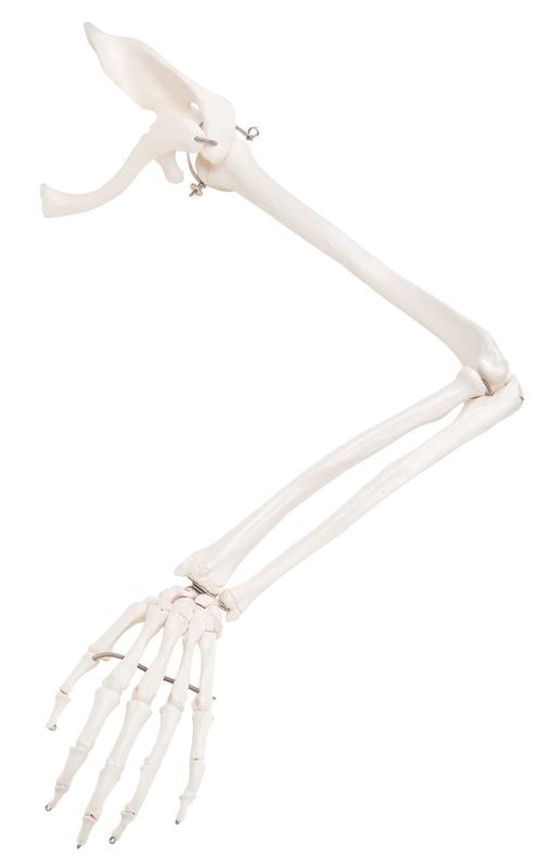 3B Scientific Anatomical Model - loose bones, arm skeleton with scapula ...
