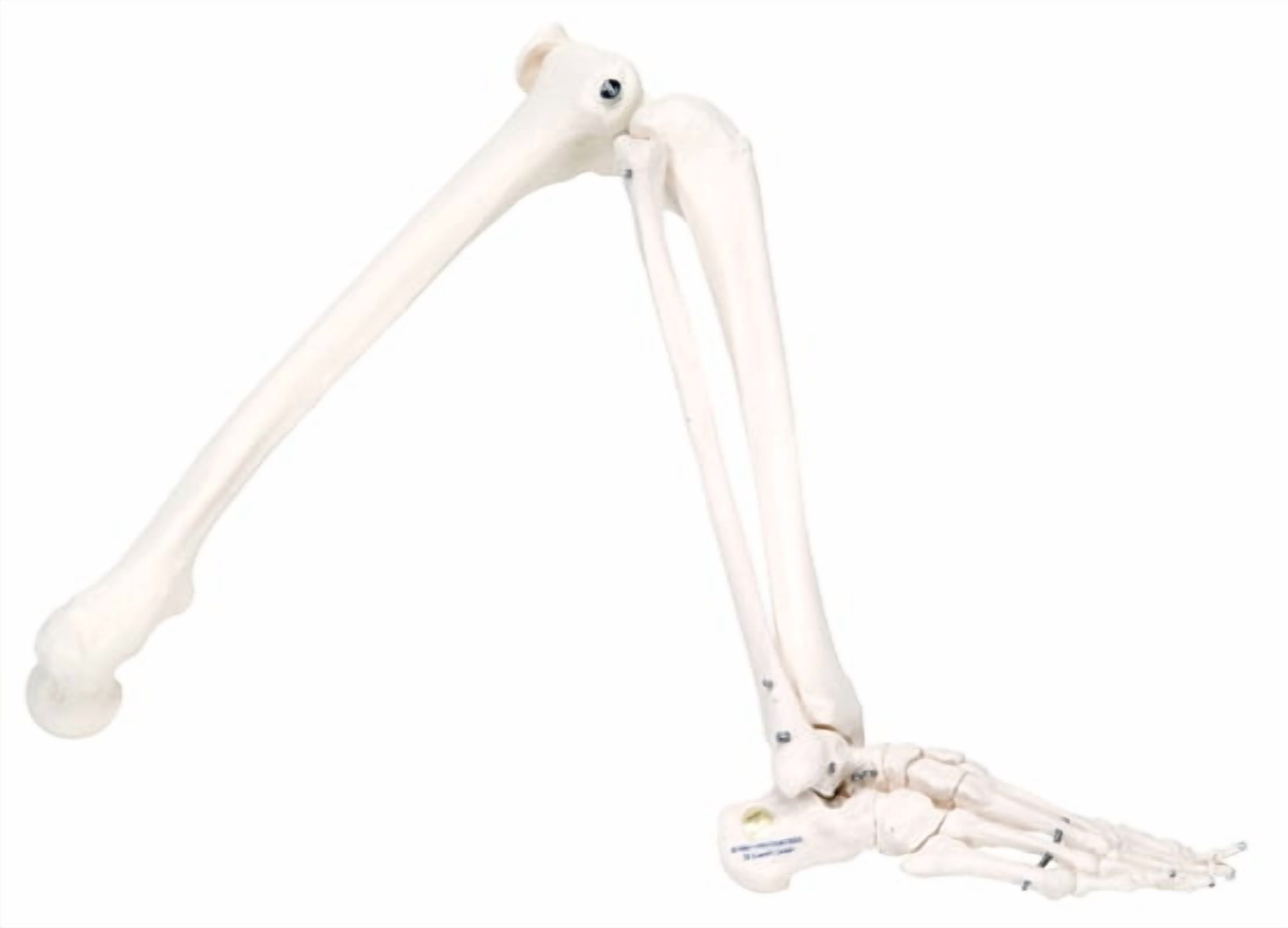 Anatomical Model: Loose Bones, Leg Skeleton, Left - 1 Each / Each - 12 ...